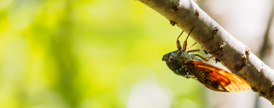 Everything You Need to Know About Cicadas | Bower & Branch
