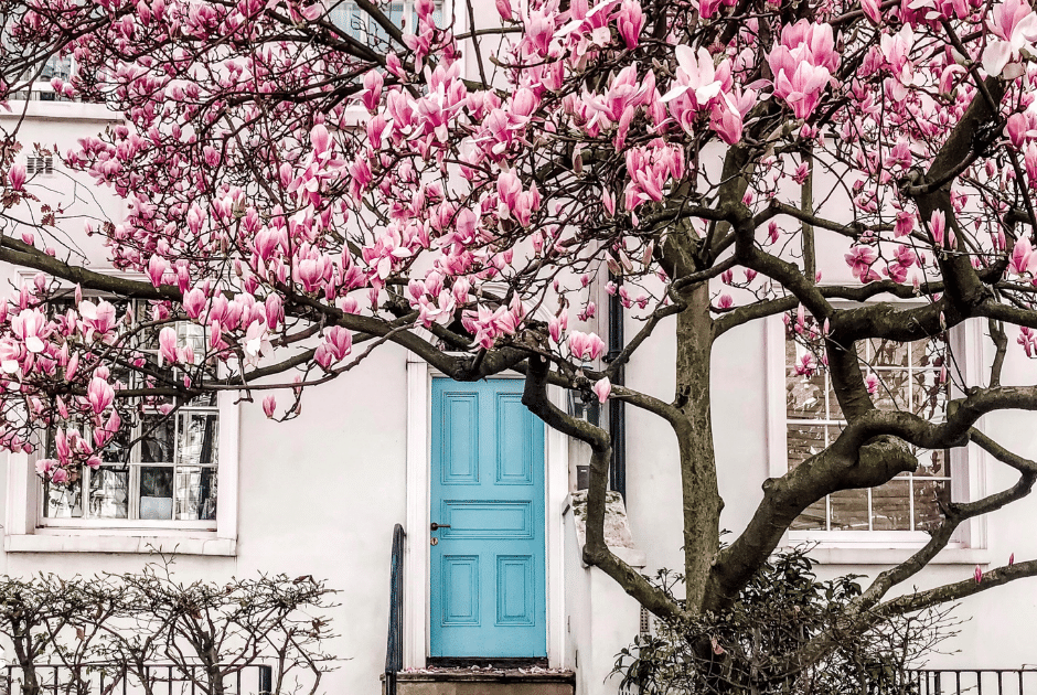 Pink magnolia tree store