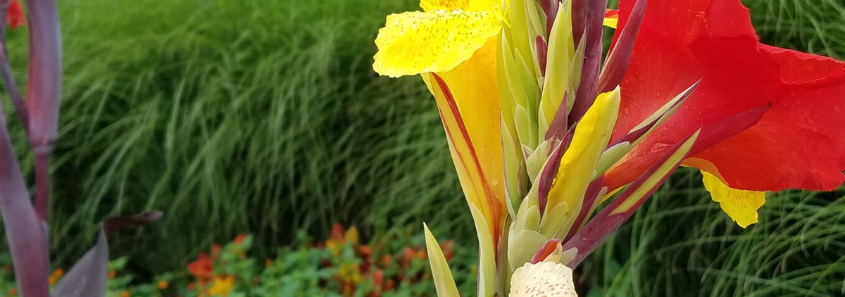 Cleopatra Canna: The Queen of the Garden | Bower & Branch
