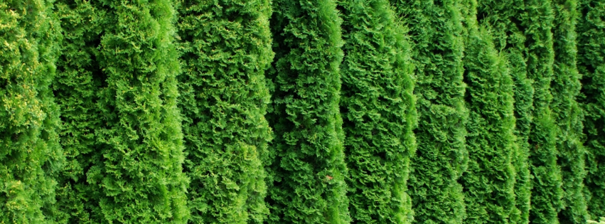 Arborvitae Trees: Spacing And How Many Should You Plant | Bower & Branch