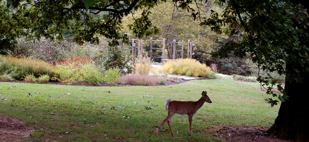 Deer Proof Landscaping | Bower & Branch