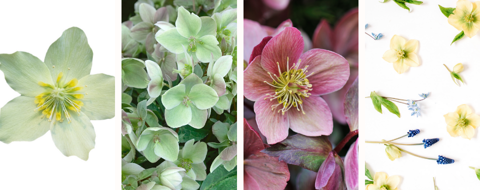 How to Use Lenten Roses in the Garden | Bower & Branch