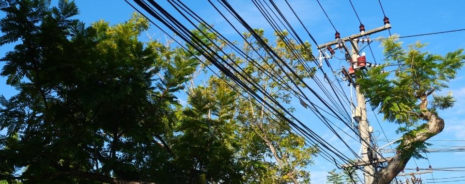 Tree Care Tips: Dealing with Power Lines | Bower & Branch