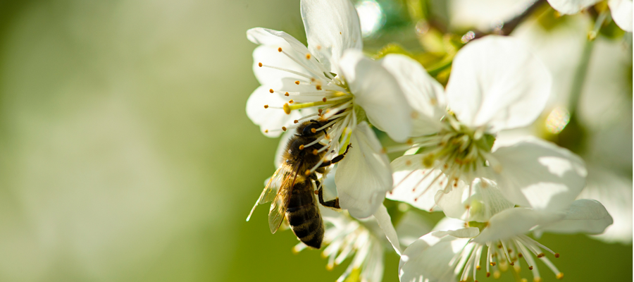 Trees for Pollinators | Bower & Branch