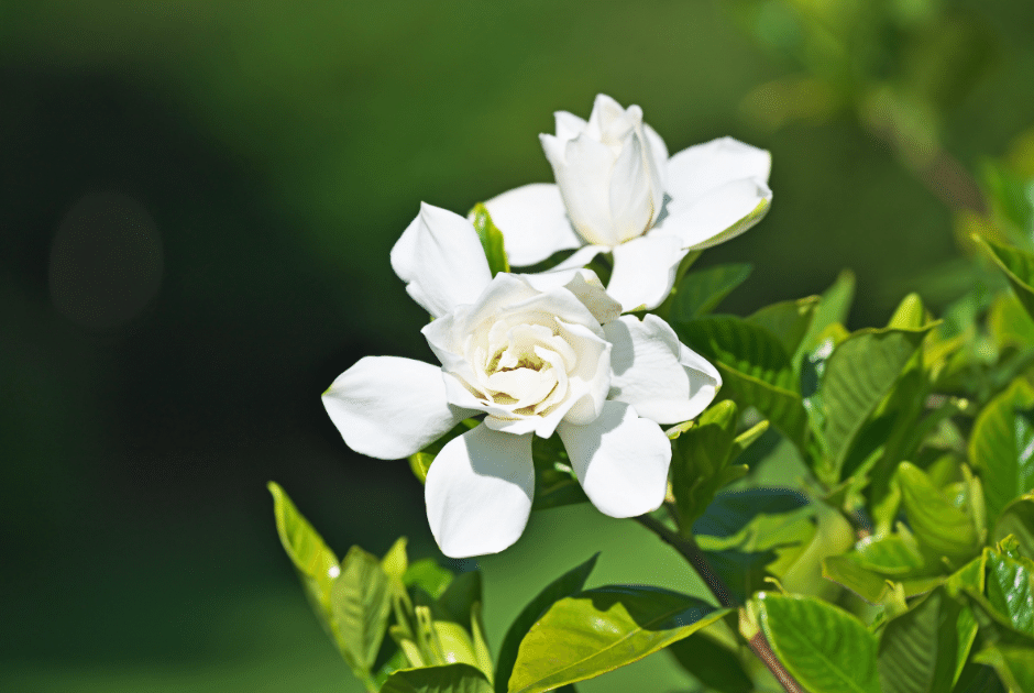 Gardenia Flowering Shrubs | Bower & Branch