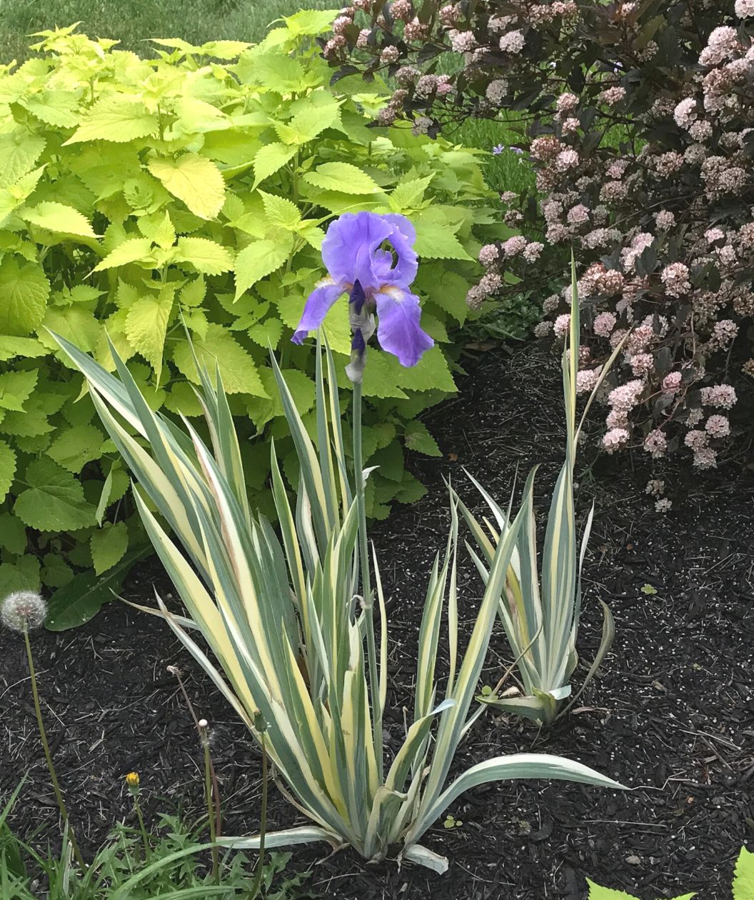 White Variegated Iris | Bower & Branch