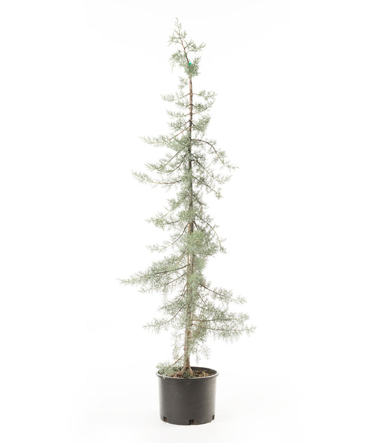 Blue Ice Cypress – Bower & Branch