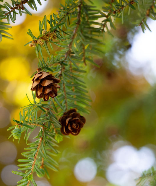 Canadian Hemlock | Bower & Branch