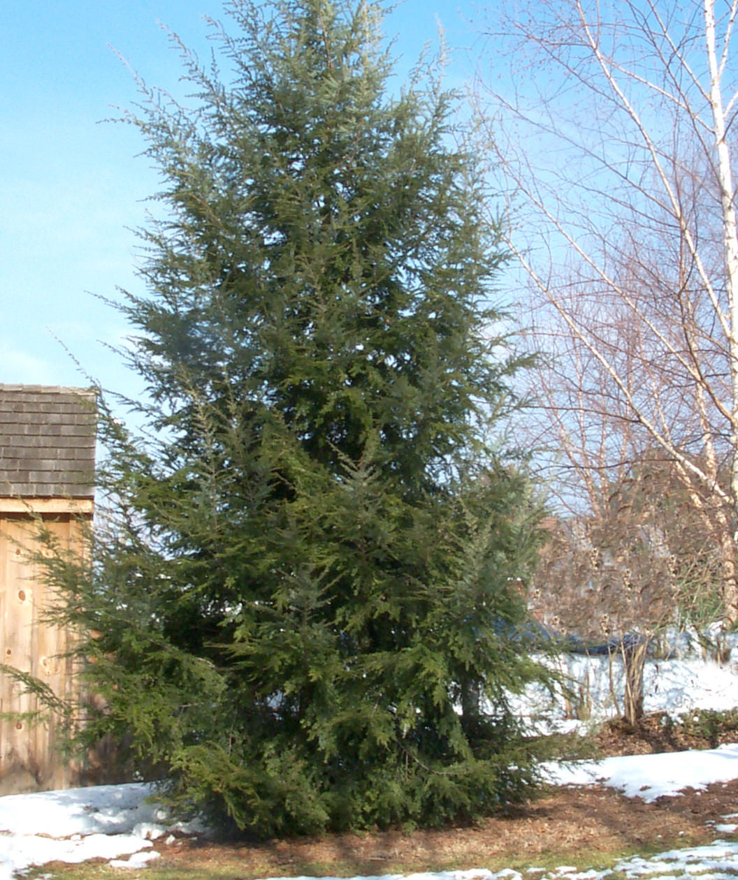 Eastern Hemlock Canadian Hemlock Coniferous Forest Tsuga Heterophylla