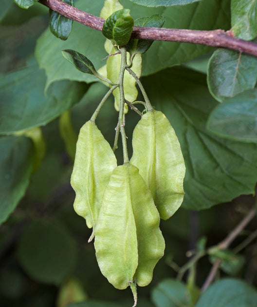 Fruta De Carolina Silverbell