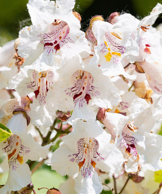 Purpleleaf Catalpa | Bower & Branch