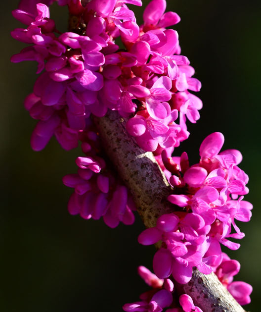 Bubble Gum Redbud | Bower & Branch