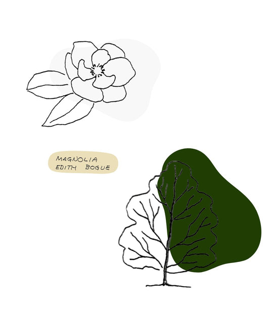 Edith Bogue Southern Magnolia | Bower & Branch
