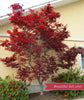 Emperor I Japanese Maple | Bower & Branch