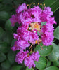 Miss Sandra Crape Myrtle | Bower & Branch