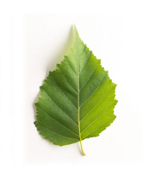 Prairie Dream® Paper Birch - clump | Bower & Branch