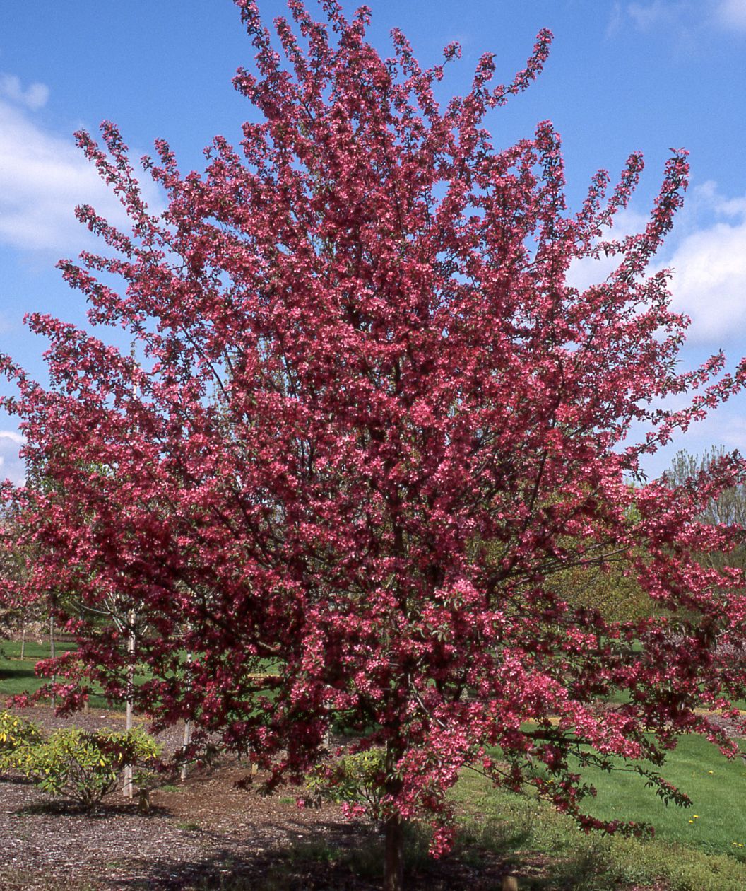 Purple Prince Flowering Crabapple | Bower & Branch