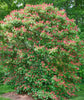 Red Buckeye | Bower & Branch