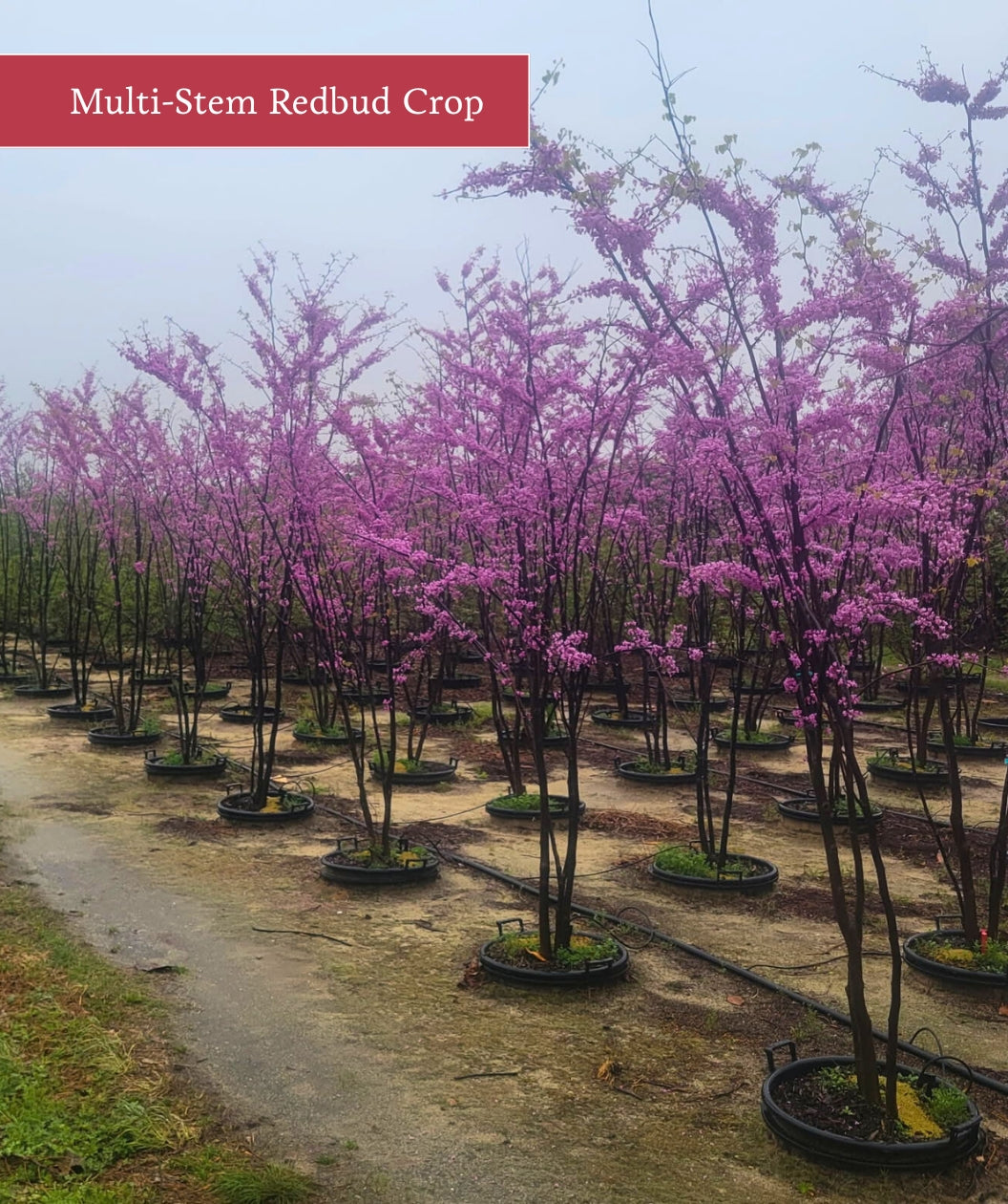Eastern Redbud | Bower & Branch