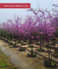 Eastern Redbud | Bower & Branch