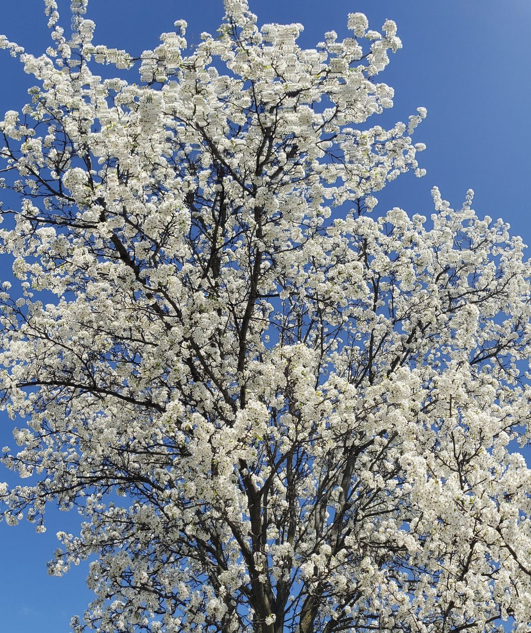Starlite® Flowering Crabapple | Bower & Branch