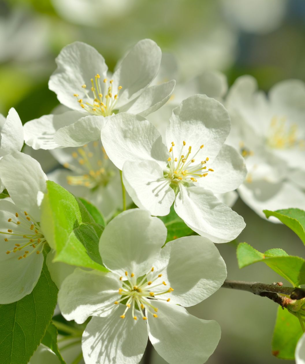 Starlite® Flowering Crabapple | Bower & Branch