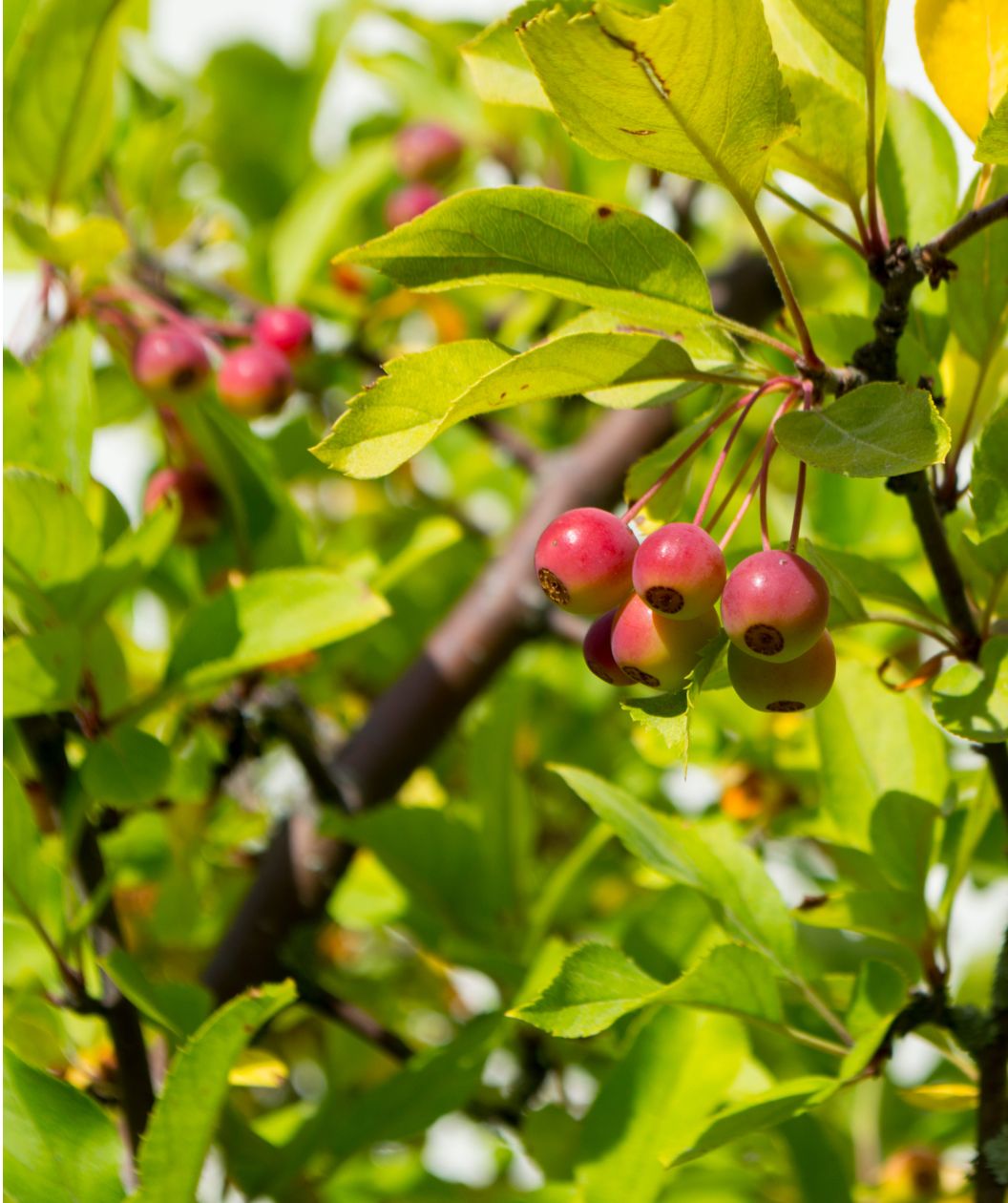 Starlite® Flowering Crabapple | Bower & Branch