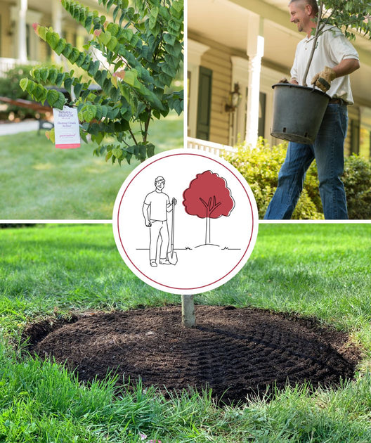 Planting Services - 2XL Tree – Bower & Branch