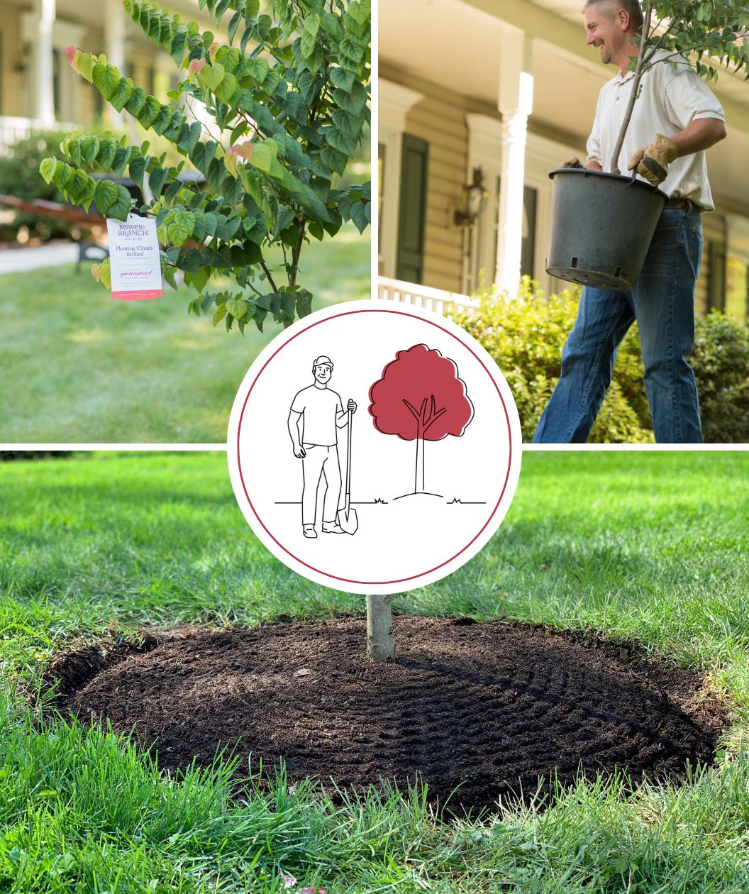 Planting Services - 3XL Tree – Bower & Branch