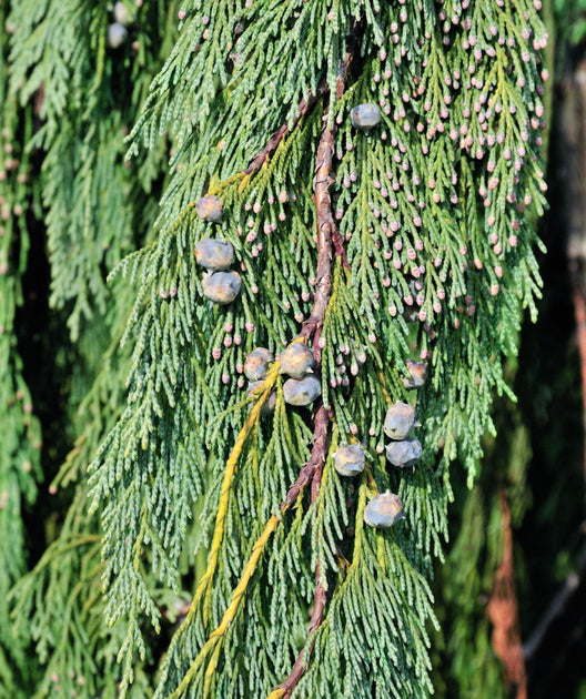 Weeping Alaskan Cedar | Bower & Branch