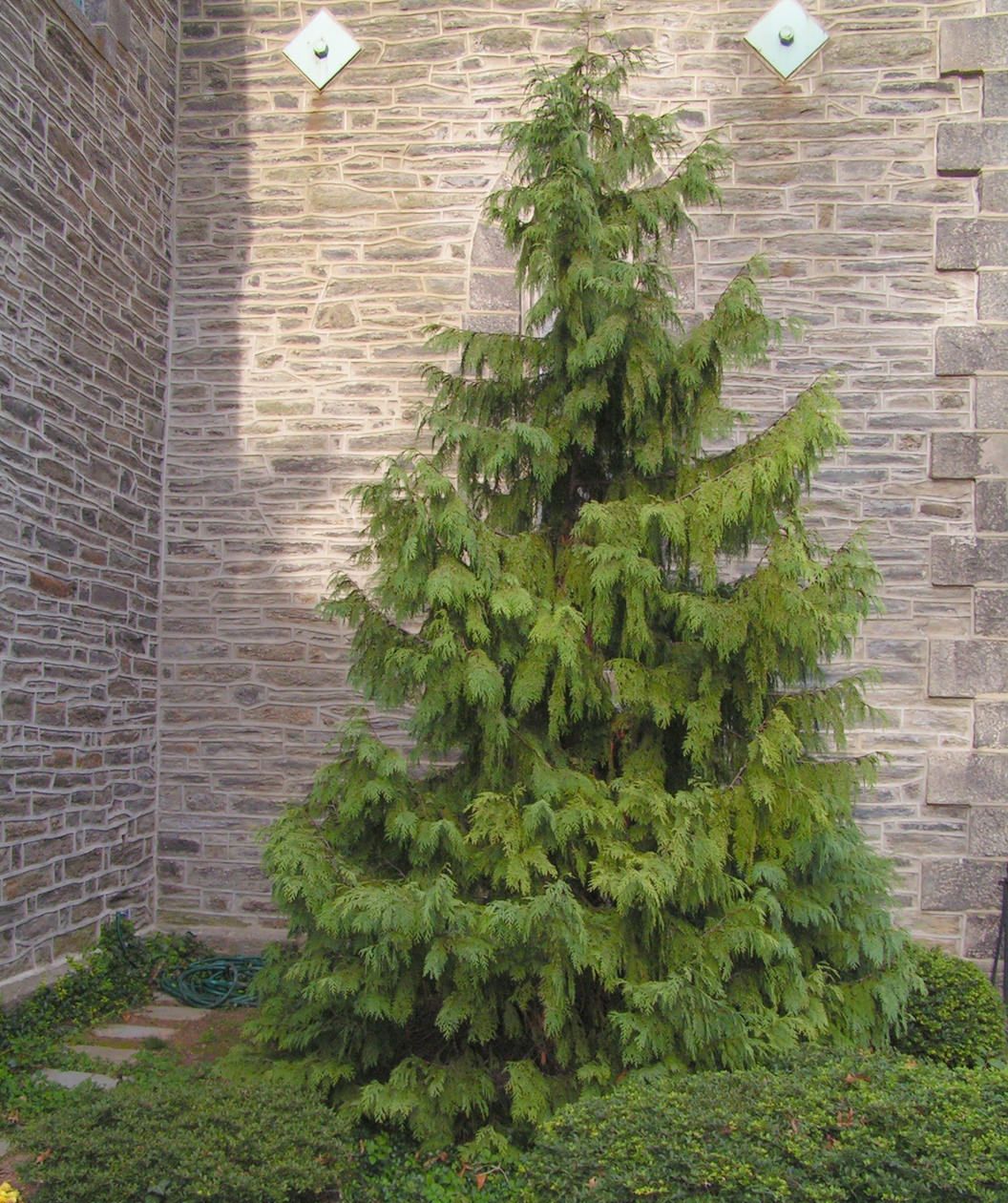 Trees Weeping Alaskan Cedar Problems Blue Weeping Alaskan Cedar