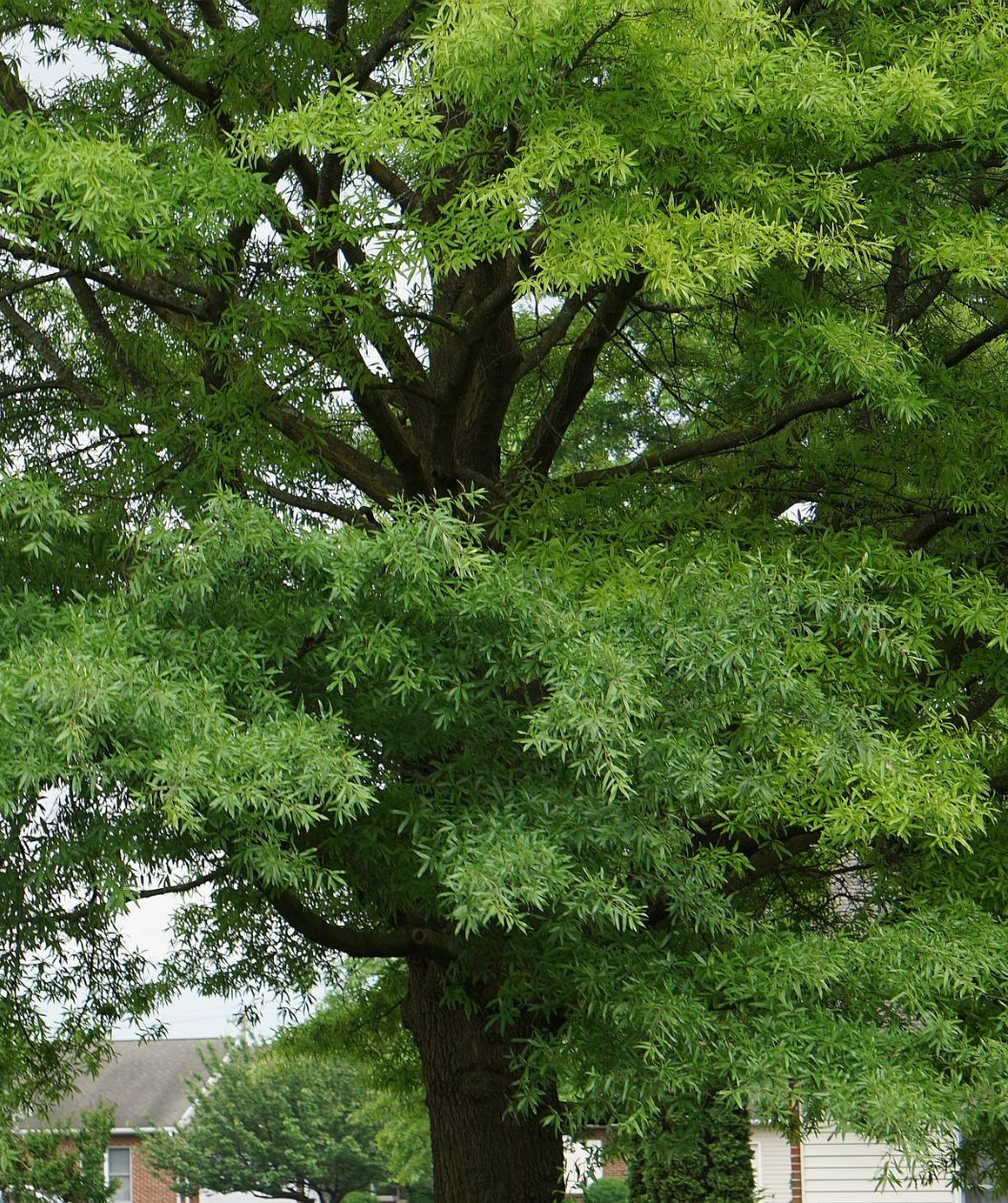 Trees Willow Oak Flower Amazon.com : Willow Oak Tree | 10 Live Plants