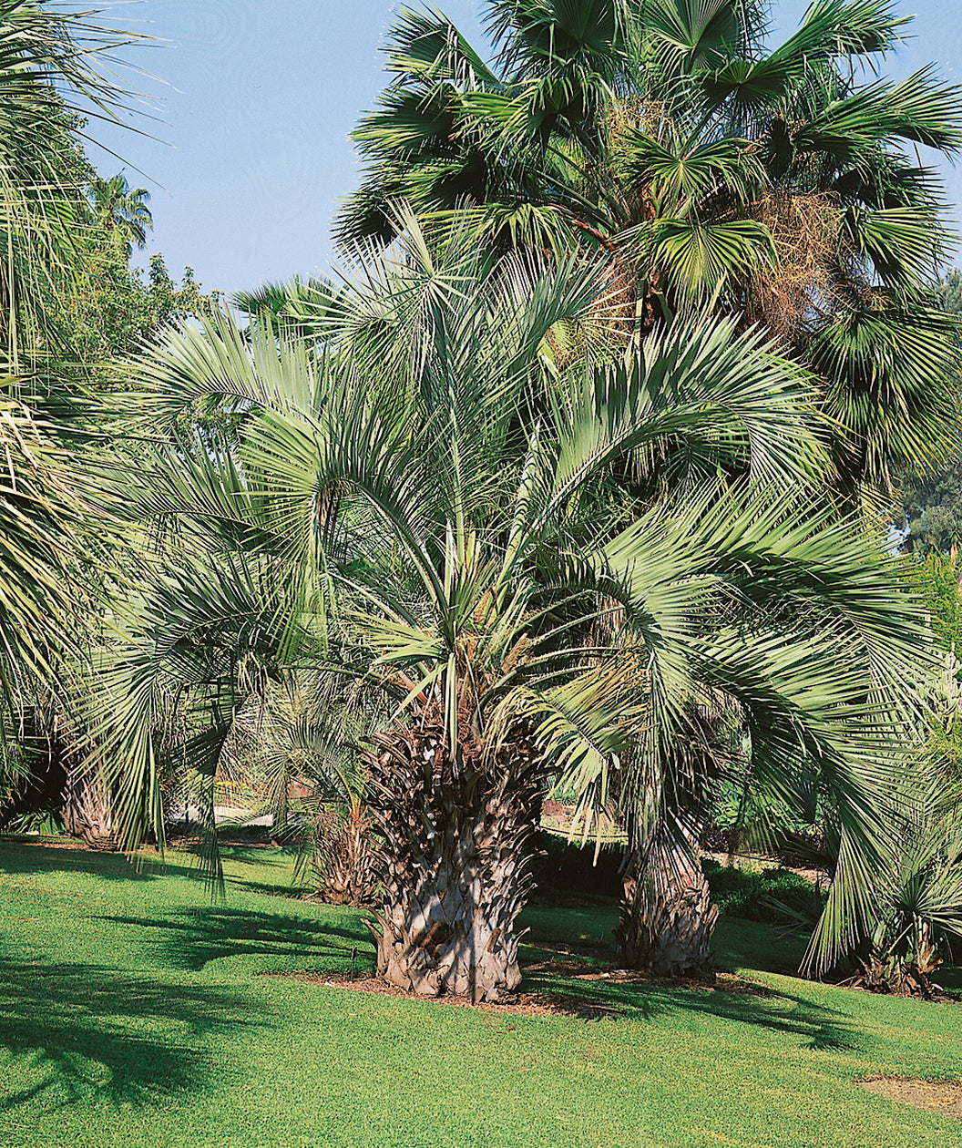 Pindo Palm | Bower & Branch