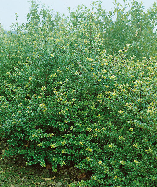 Convex Japanese Holly | Bower & Branch
