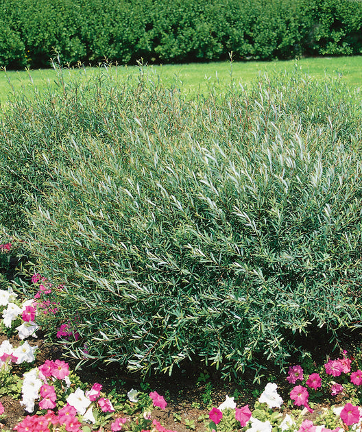 Dwarf Arctic Willow | Bower & Branch