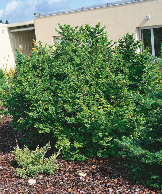 Jacqueline Hillier Holland Elm Treeling | Bower & Branch