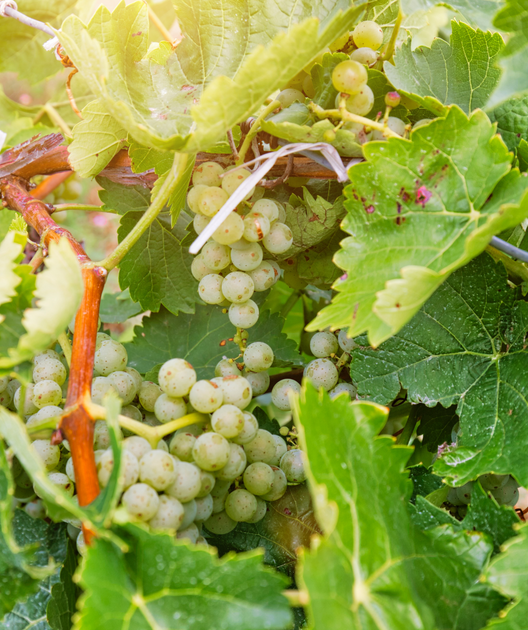 Niagara Seeded Grape – Bower & Branch