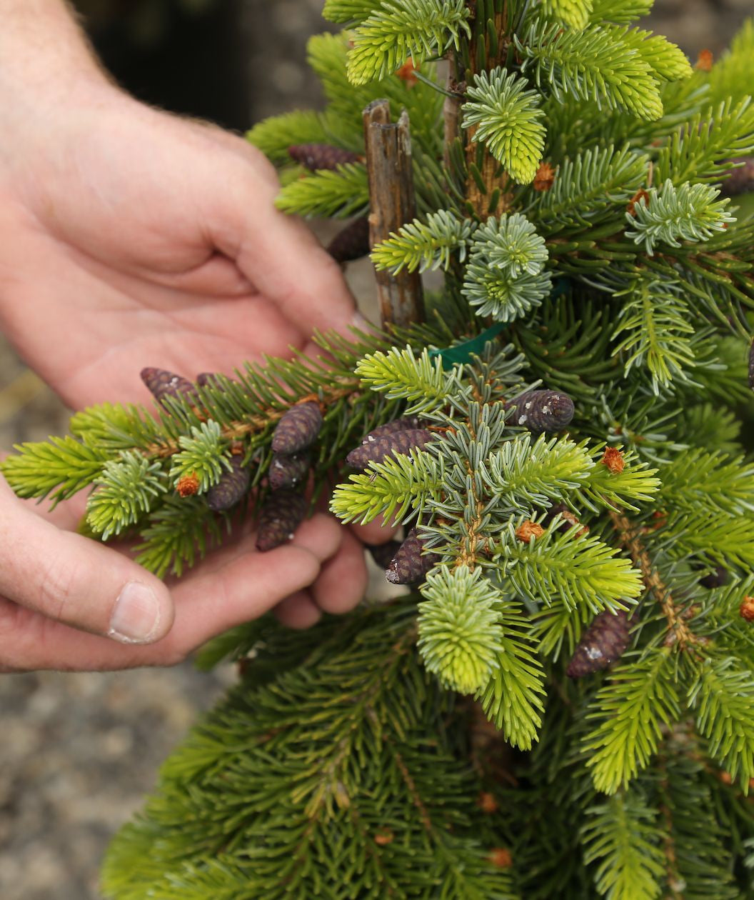 Bruns Weeping Serbian Spruce | Bower & Branch
