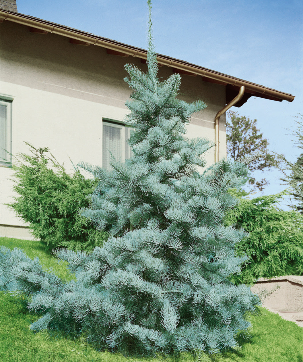 abies concolor native range