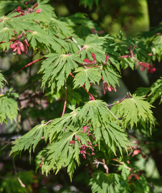 Fernleaf Full Moon Maple | Bower & Branch