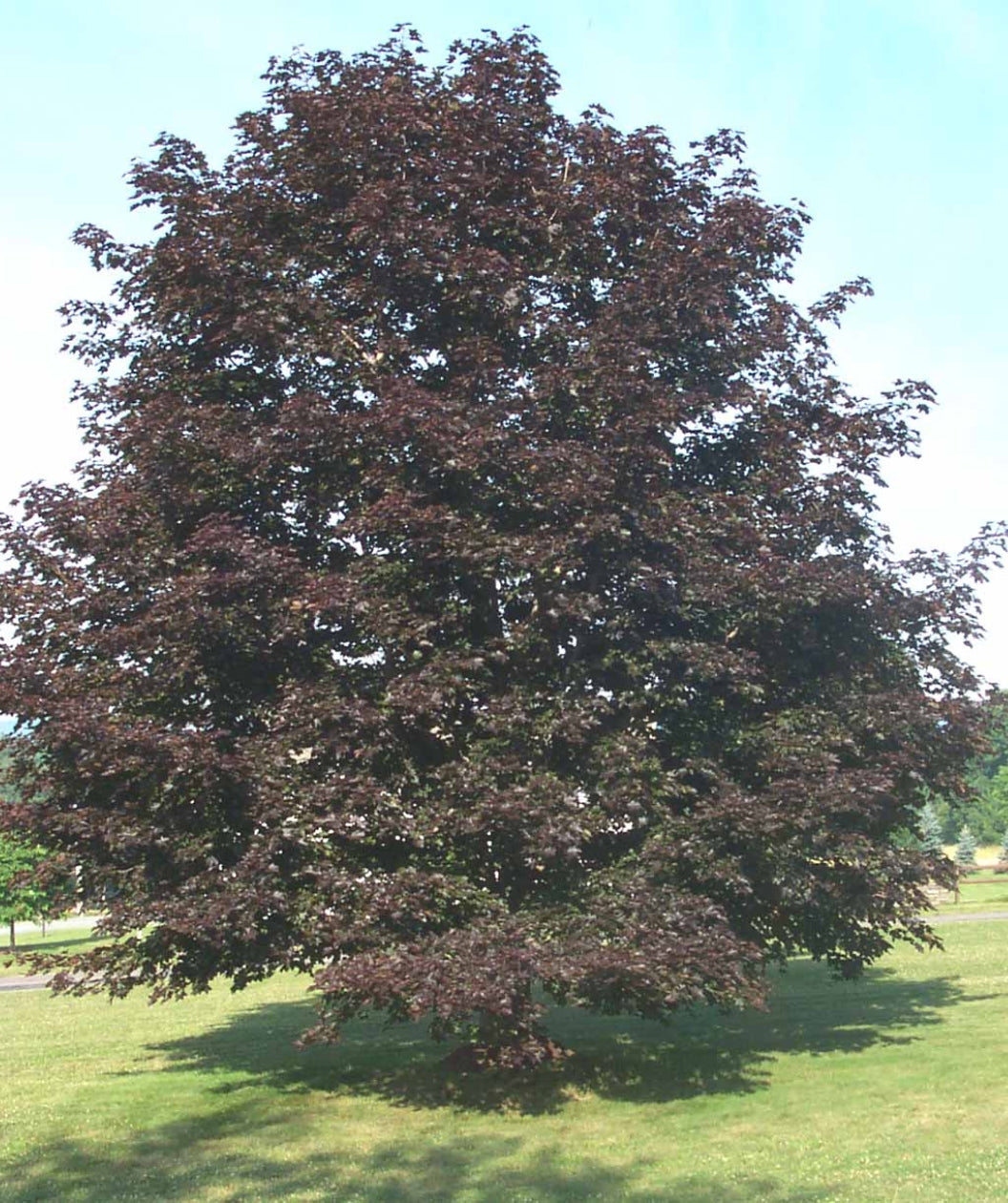 Crimson King Norway Maple | Bower & Branch