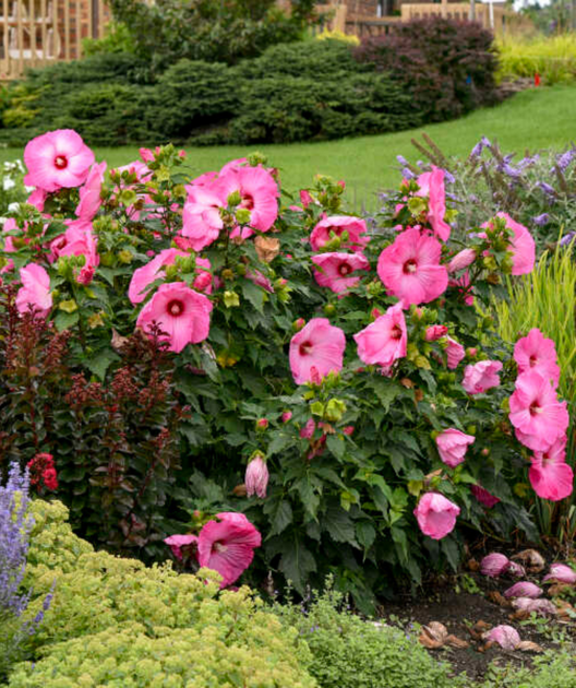 Airbrush Effect Rose Mallow | Bower & Branch