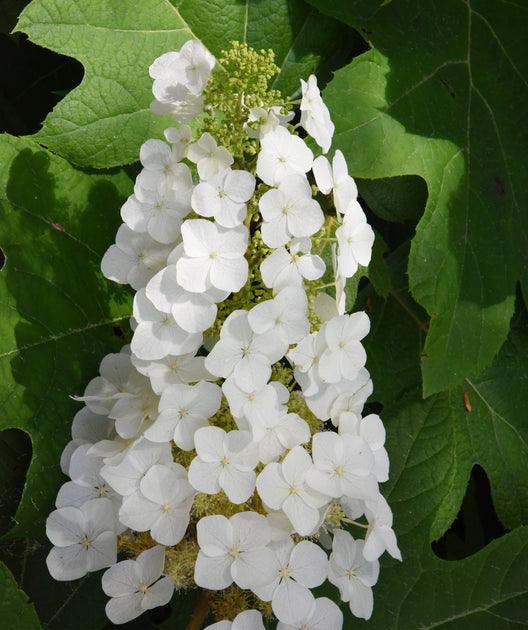 Alice Oakleaf Hydrangea | Bower & Branch