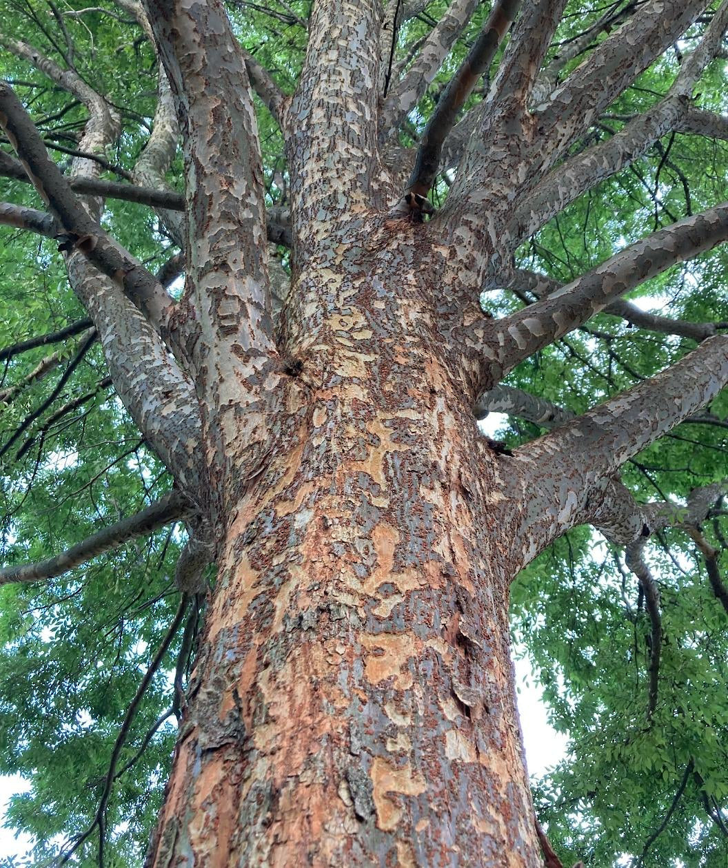 Allee® Lacebark Elm | Bower & Branch
