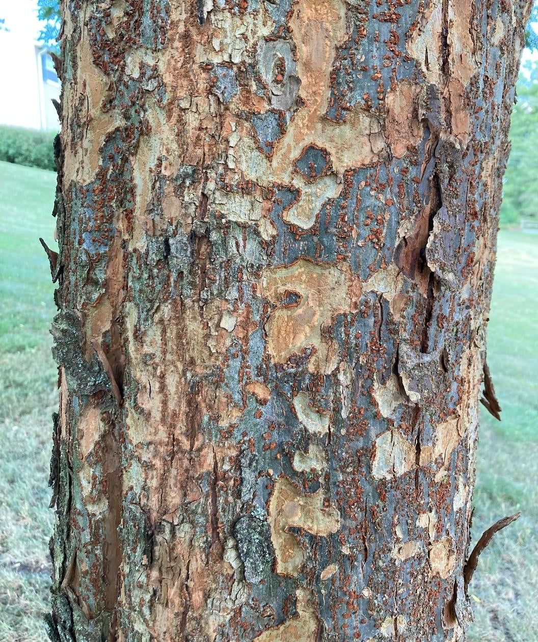 Allee® Lacebark Elm | Bower & Branch