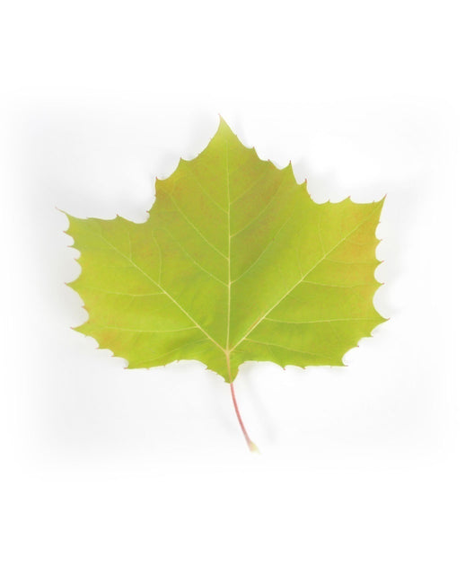 American Sycamore | Bower & Branch