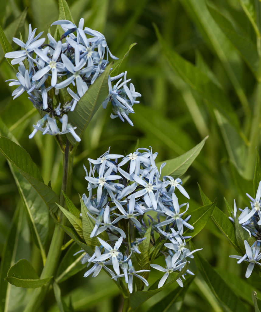 Blue Star Flower