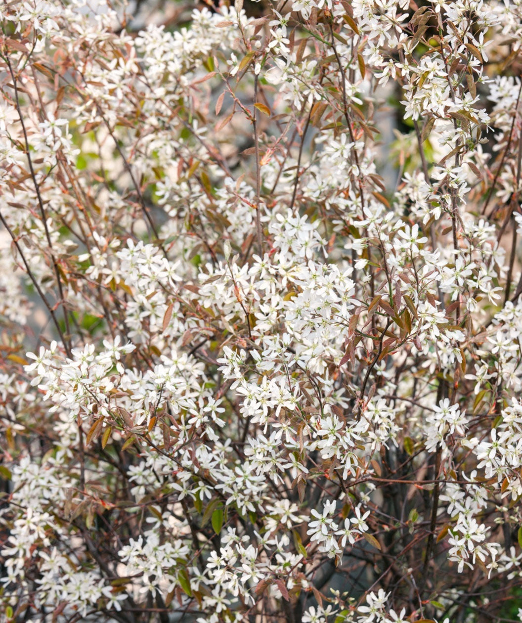 Shadblow Serviceberry Treeling | Bower & Branch