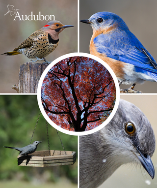 Order Big & Tall Trees Online - Direct Home Delivery | Bower & Branch