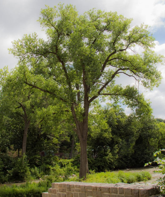 Narrow Leaf Poplar | Bower & Branch